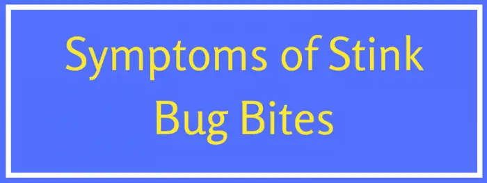 Stink Bug Bite Pictures: Symptoms & Treatment