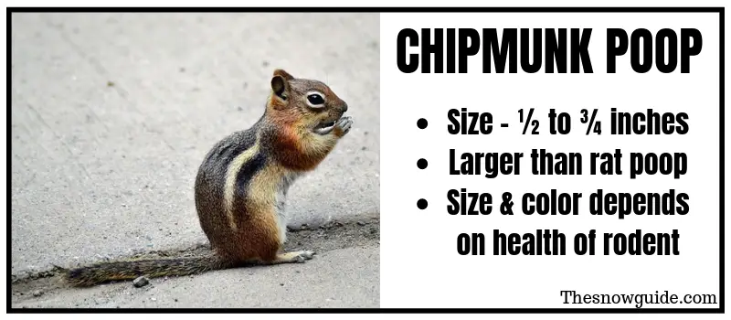 What Does Chipmunk Poop Look Like? {How To Identify With Pictures }