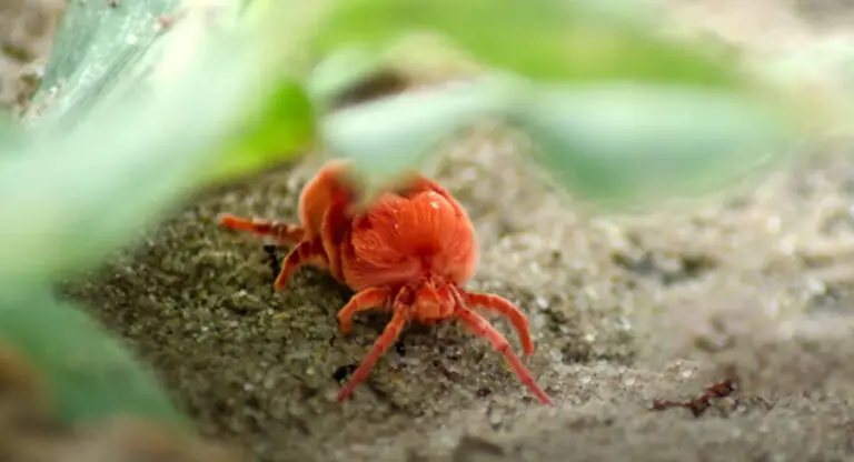 Clover Mites vs Chiggers {How To Easily Tell Them Apart}