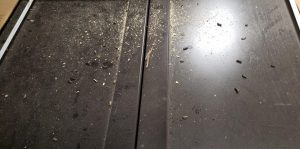 What Does Chipmunk Poop Look Like? {How To Identify With Pictures }