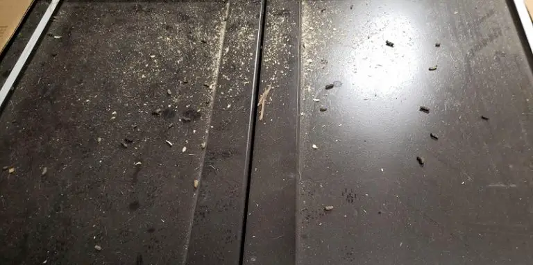 What Does Chipmunk Poop Look Like? {How To Identify With Pictures }