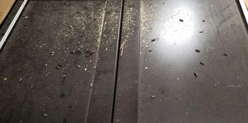 What Does Chipmunk Poop Look Like? {How To Identify With Pictures }