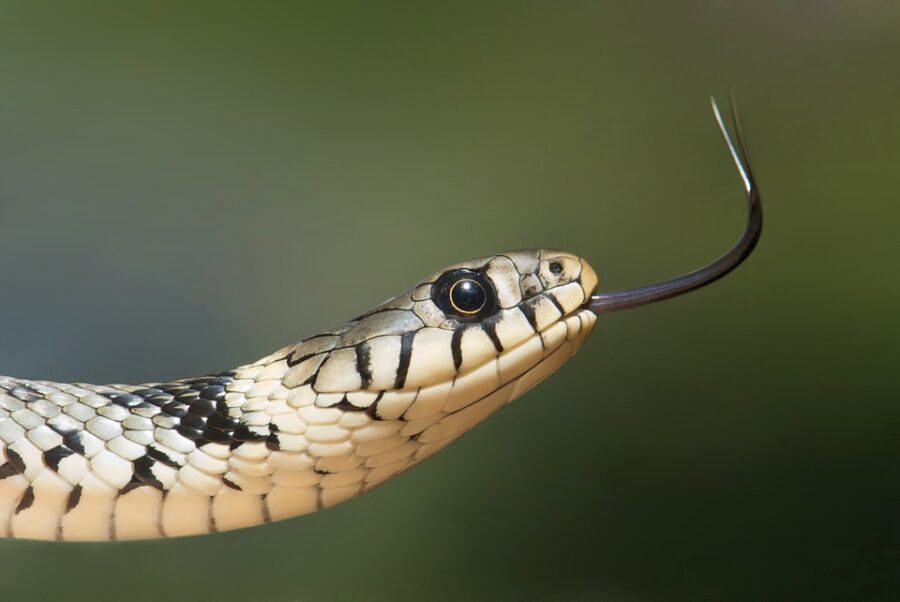 Ortho Snake B Gon Review {Pros & Cons, Is It Worth It?}