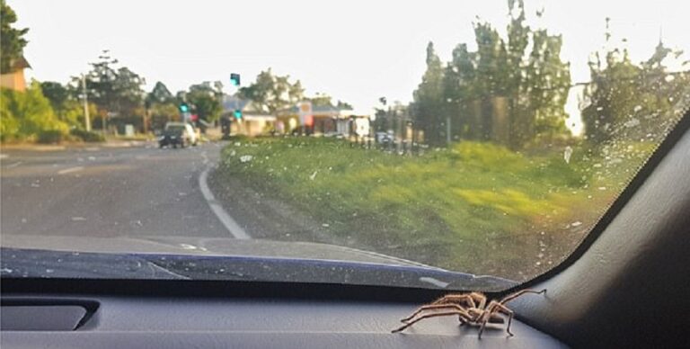 How To Get Rid of Spiders In Car {And Keep Them Out}