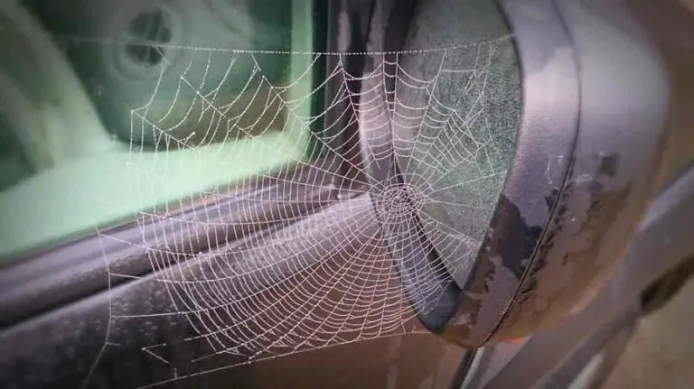 How To Get Rid of Spiders In Car {And Keep Them Out}