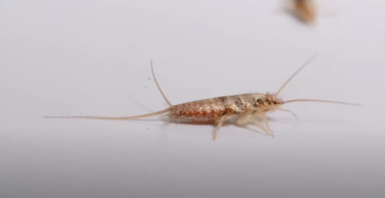 Do Silverfish Fly? {Are They Good At Flying}