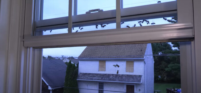 How Do You Get Rid of Yellow Jackets In a Wall? {How About A Roof or ...