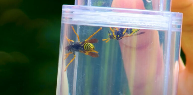 Can You Drink Alcohol After Get Stung by a Bee Or Wasp?
