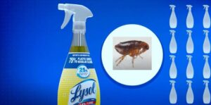 Does Lysol Kill Fleas? {Is It An Insecticide?}