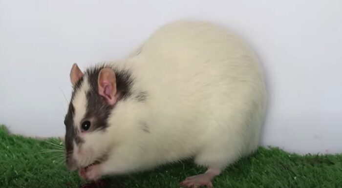 How Long Can A Rat Live Without Food and Water? {Will They Eat Each Other?}