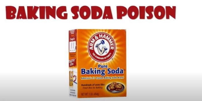 How to Make Homemade Rat Poison {Top 8 DIY Homemade Rat Poisons}