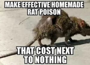 How to Make Homemade Rat Poison {Top 8 DIY Homemade Rat Poisons}