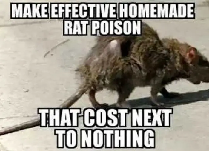 How to Make Homemade Rat Poison {Top 8 DIY Homemade Rat Poisons}