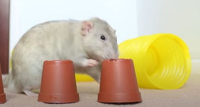 How Long Can A Rat Live Without Food and Water? {Will They Eat Each Other?}