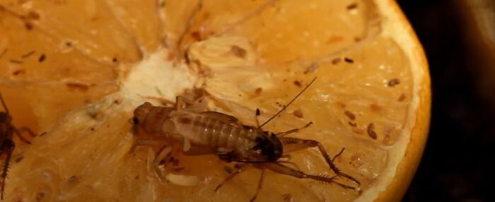 Why Do Crickets Turn White? {Do Crickets Molt?}