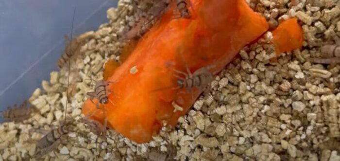 Why Are My Crickets Dying? {How To Keep Them Alive Longer}