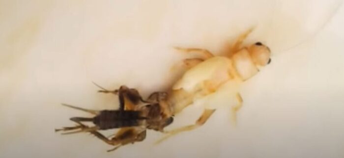 Why Do Crickets Turn White? {Do Crickets Molt?}