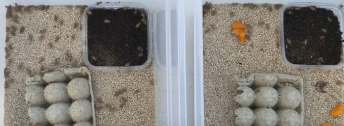 Do Crickets Need Light? {Do They Prefer The Dark?}