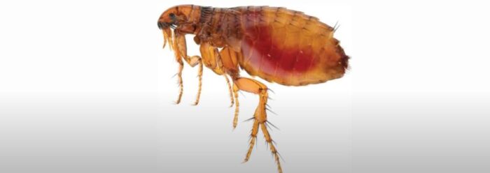Can You Flush a Flea Down the Toilet? {What to Do with Dead Fleas}