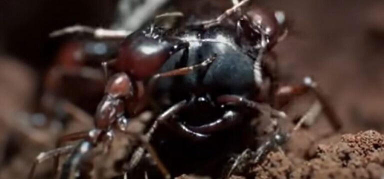 Why Do Male Ants Die After Mating? {Do They Work In The Colony?}