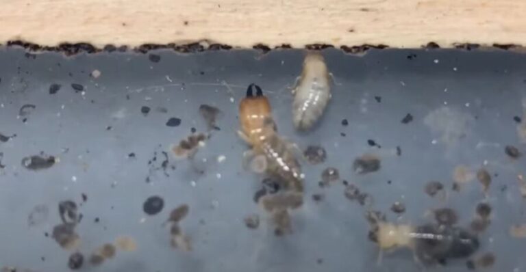 Do Termite Granules Work? {How and Where To Use Them}