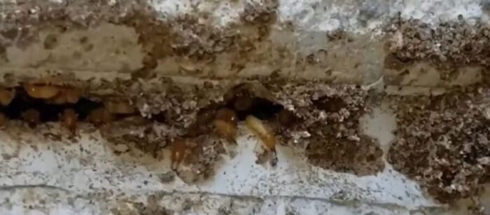 Can Termites Eat Through Concrete? {How Termites Get Inside Concrete}