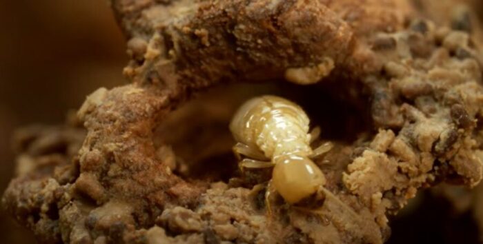 What Do Termites Eat for Breakfast? {The Joke and The Truth Explained}