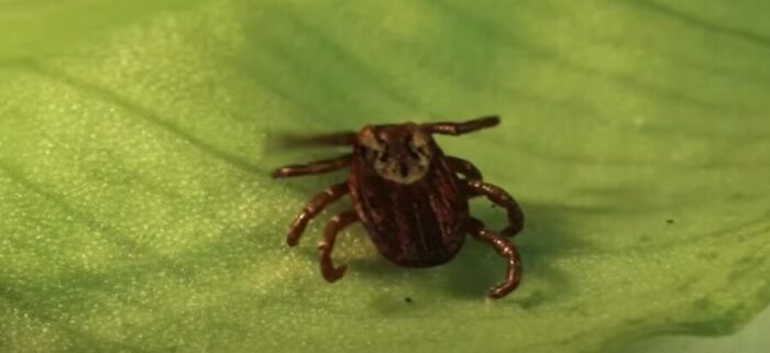 Do Ticks Live in Trees? {Can Ticks Fall From Trees?}