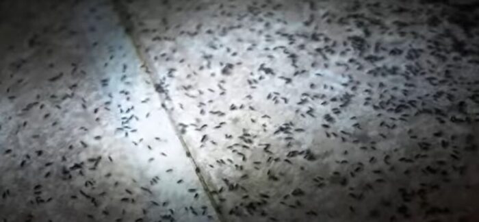 Can Fleas Live on Furniture? {Can They Live In Beds?}