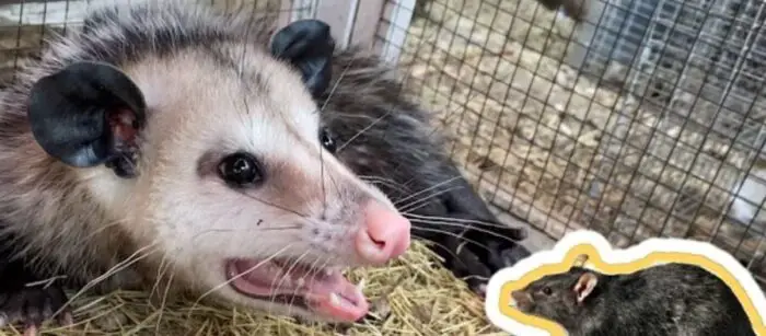 Rat vs. Possum {12 Ways to Tell the Difference}