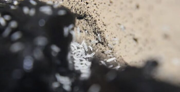 Can You Have Too Many Springtails in Terrarium? {Watch out Froglets!}