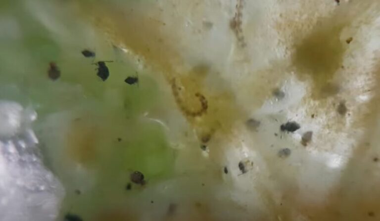 Why Are My Springtails Dying? {They Can Be Revived!}