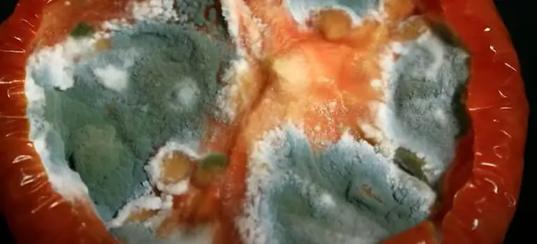 Do Springtails Eat Mold? {8 Ways To Control Mold}