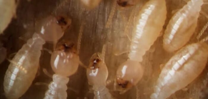 Are Termites Attracted to Light? {The Truth Behind Lights vs. Termites}