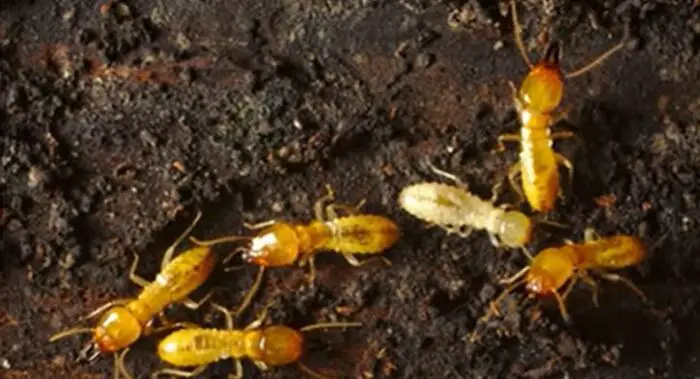 Are Termites Attracted to Light? {The Truth Behind Lights vs. Termites}