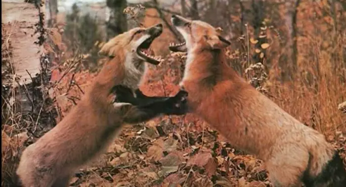 Fox Sounds and Meanings {Identify & Meanings}