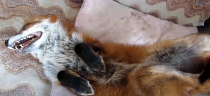 Fox Sounds and Meanings {Identify & Meanings}