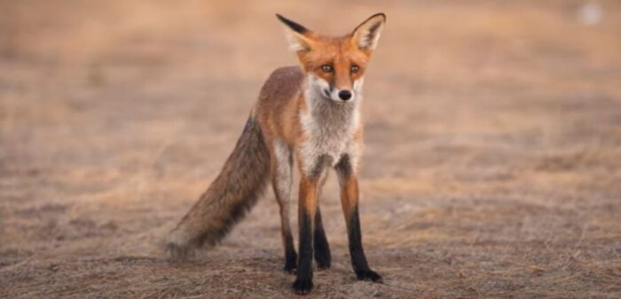 Why Do Foxes Laugh? {Do They Actually Laugh?}