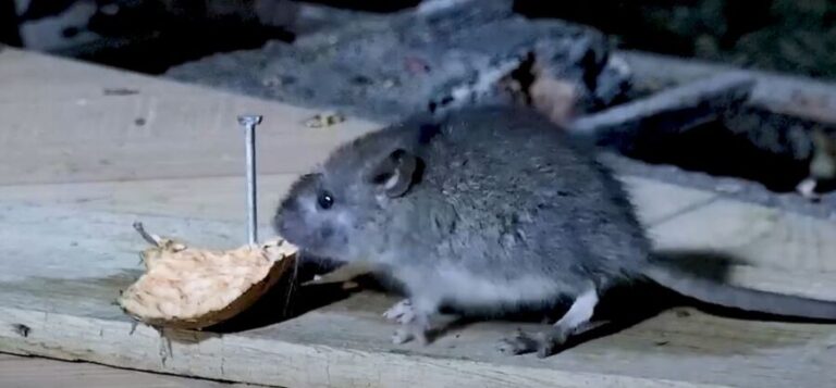 Do Mice Eat Potatoes? {Do Instant Potatoes Kill Mice?}