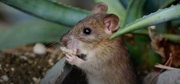 Will Mice Leave if No Food? {Can I Starve A Mouse?}