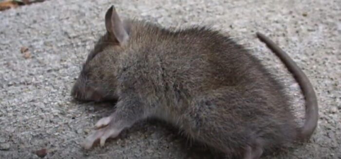 Will Mice Leave if No Food? {Can I Starve A Mouse?}