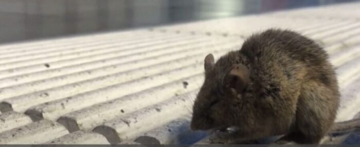 Can Mice Eat Chocolate? {Best Vs. Worst Foods For Mice}