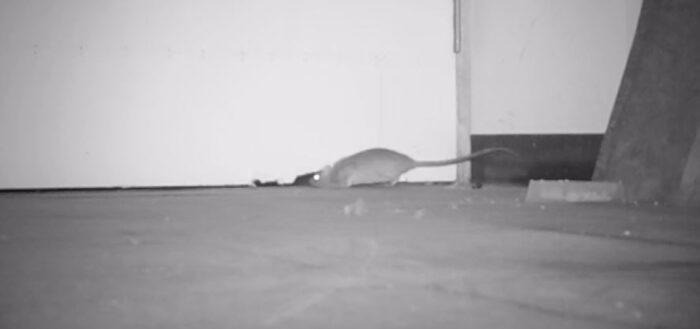 How to Stop Mice From Getting Under a Door {Pest Proof A Door}