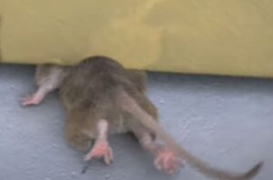 How to Stop Mice From Getting Under a Door {Pest Proof A Door}