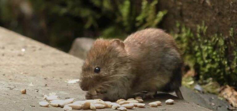 Do Mice Come Back Once Released? {How Far To Release a Mouse}