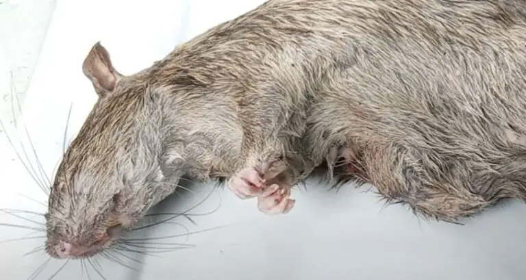 Do Rats Play Dead? {How You Can Tell}