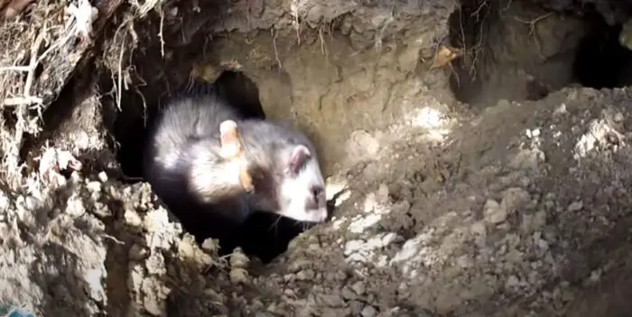 Are Ferrets Good at Catching Rats? {Risks vs. Reward Explained}