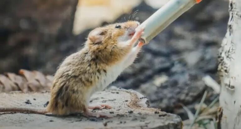 How Long Do Rats Live Without Food? {Lifespan of Rats}