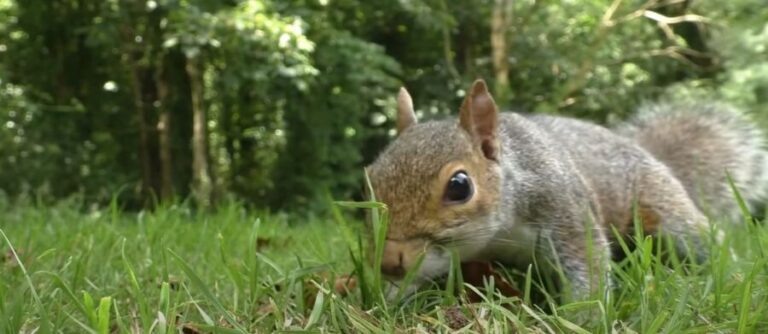 Are Squirrels Color Blind? {How Squirrels See The World}