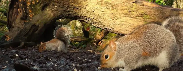 Are Squirrels Color Blind? {How Squirrels See The World}